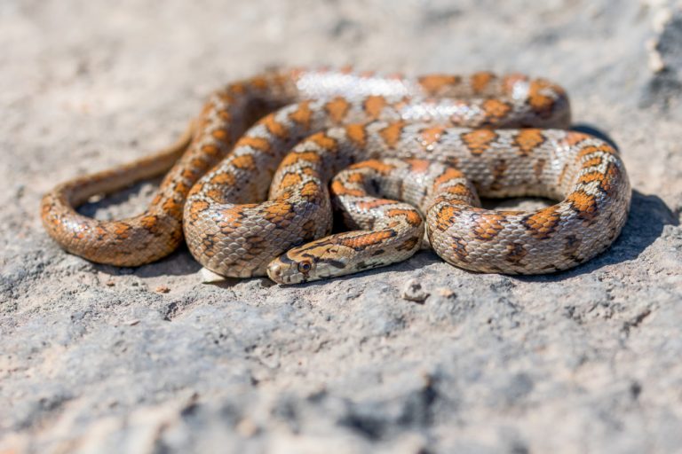 Five Options For Preventing Snakes Entering into Your Home - Felines Pride