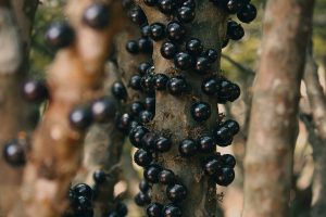 The Jaboticaba Tree: A Complete Guide to Cultivating and Harvesting ...